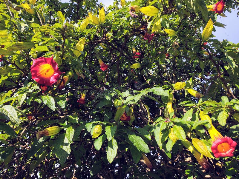 Fire flowers on the tree stock photo. Image of shrub - 188409176