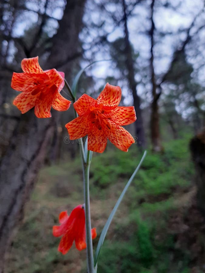Fire Red Flowers on a Thorny Quince Bush Stock Photo - Image of natural ...