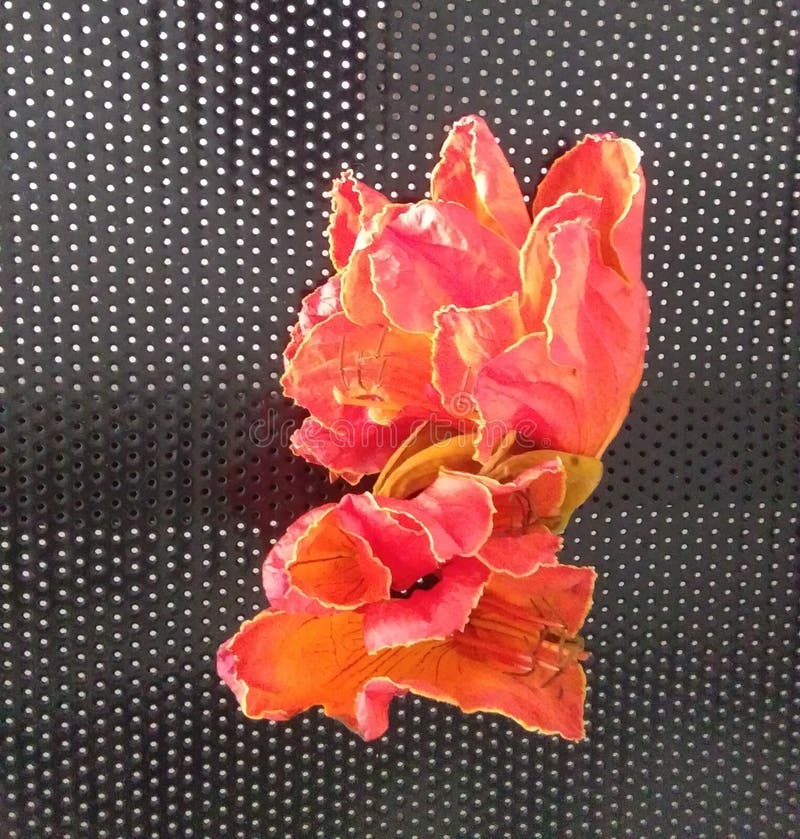 Fire flowers twins bond stock photo. Image of bouquet - 216728234