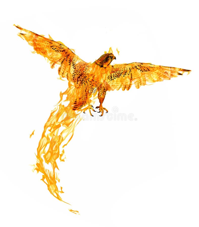 Falcon, Abstract Animal Concept Stock Photo - Image of background ...