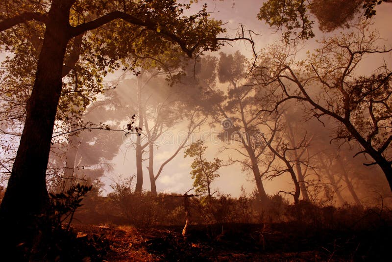 Fire and fog stock image. Image of burning, accident, flame - 2238379