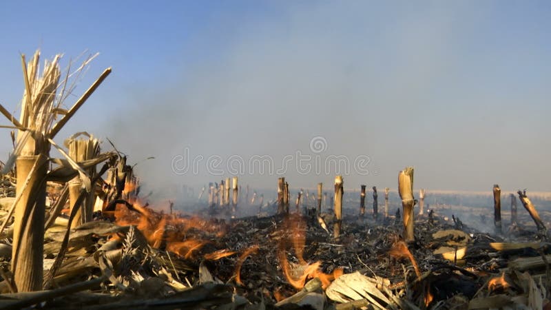 Fire in the Foreground on a Burning Agricultural Field Stock Footage ...