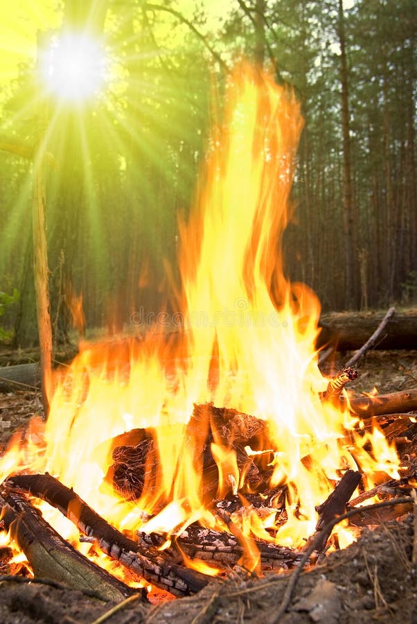 Fire in a forest stock image. Image of nature, fire, forest - 10739111