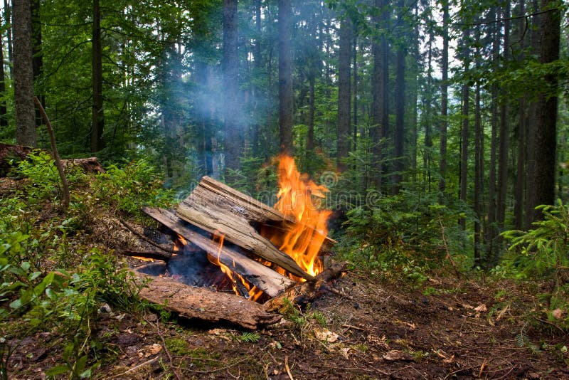 Fire in a forest stock image. Image of burning, holiday - 22065471