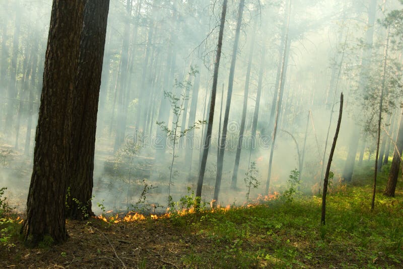 Fire In The Forest Picture. Image: 6225144