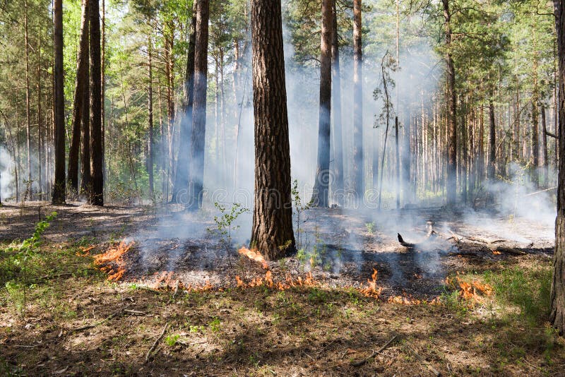 Fire in the forest stock image. Image of leaf, flame, foliage - 7853389