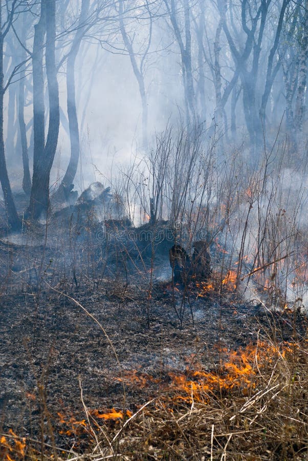 Forest Fire Vertical stock photo. Image of burn, firebreak - 9600188