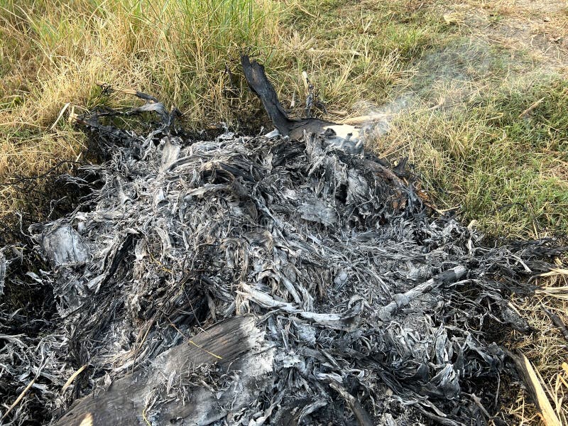 Fire in the Forest , Ash on the Ground Stock Image - Image of heat ...