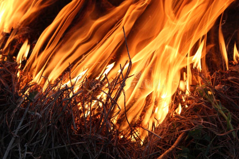Fire in the forest stock image. Image of field, inflammation - 30996377