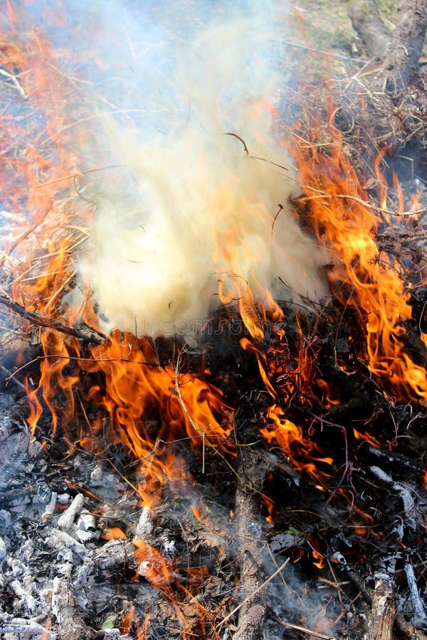 Fire in the forest stock image. Image of body, heat, field - 31437749