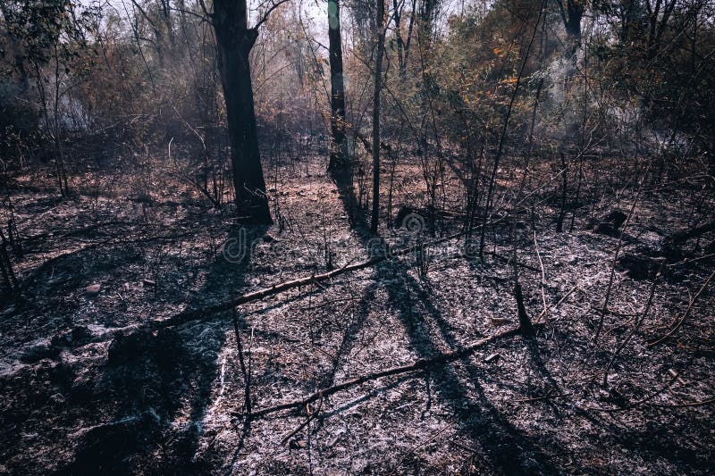Fire Forest, Burning Forest, Burning Wood Emitting Thick Smoke. a ...