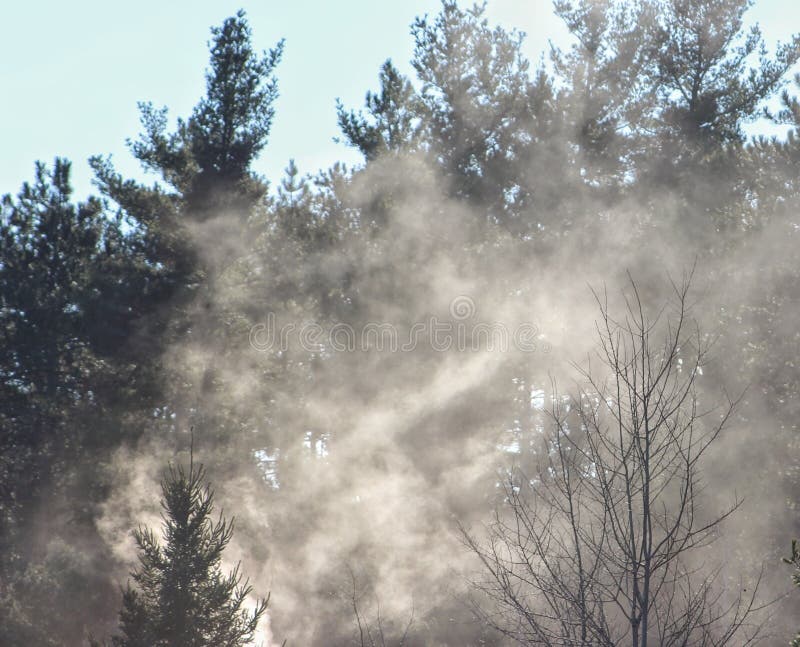 Fire In A Forest Picture. Image: 91756441