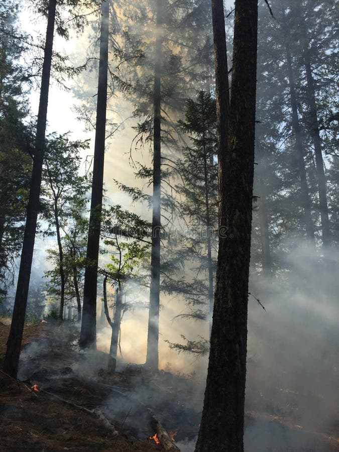 Fire and forest stock photo. Image of floor, fire, creeps - 108107676