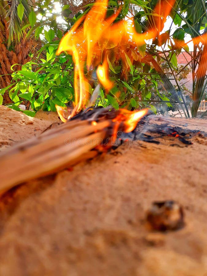 Fire in Forest on Desert Amazing Stock Image - Image of earth, tree ...