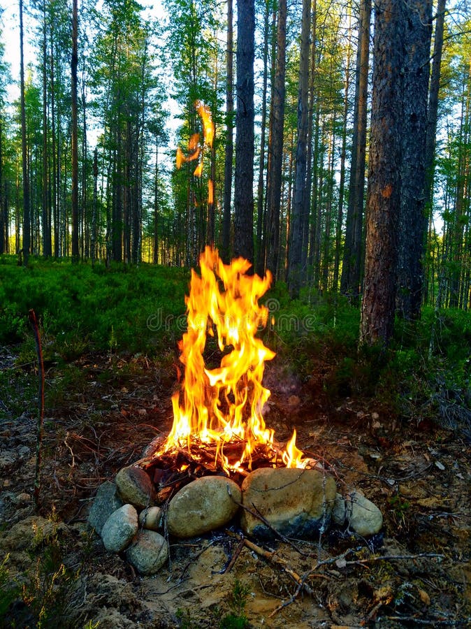 Fire forest evening stock photo. Image of sunlight, forest - 187885488