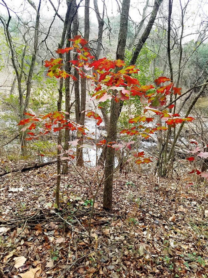 Austin Fall Foliage Stock Photos - Free & Royalty-Free Stock Photos ...