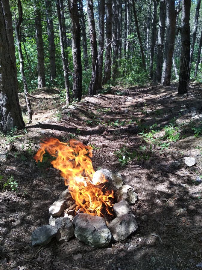 A fire in the forest stock photo. Image of forest, like - 152008992