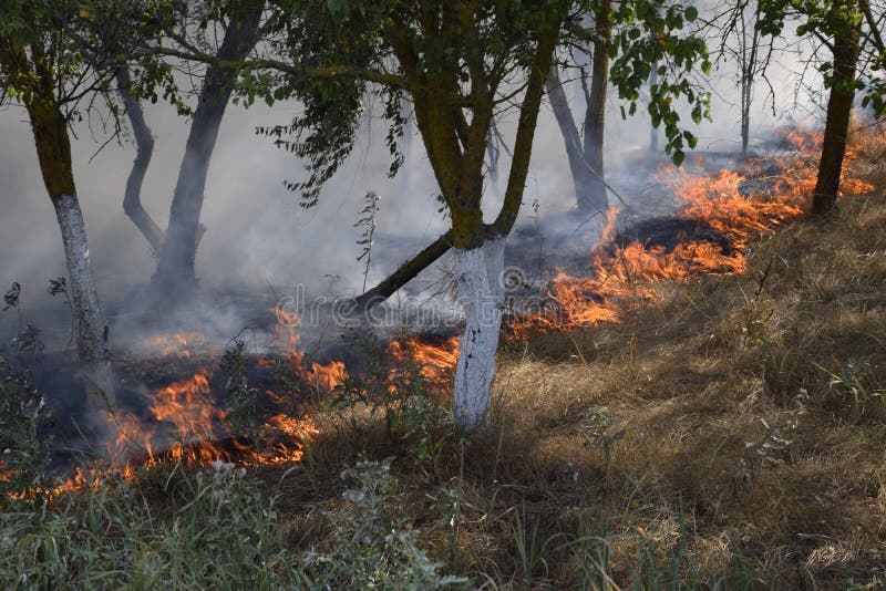 Fire in the Forest. Fire and Smoke in the Forest Litter. the Grass is ...