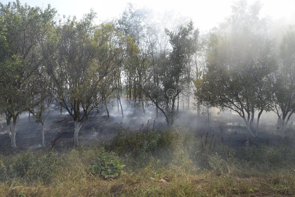 Fire in the Forest. Fire and Smoke in the Forest Litter. the Grass is ...
