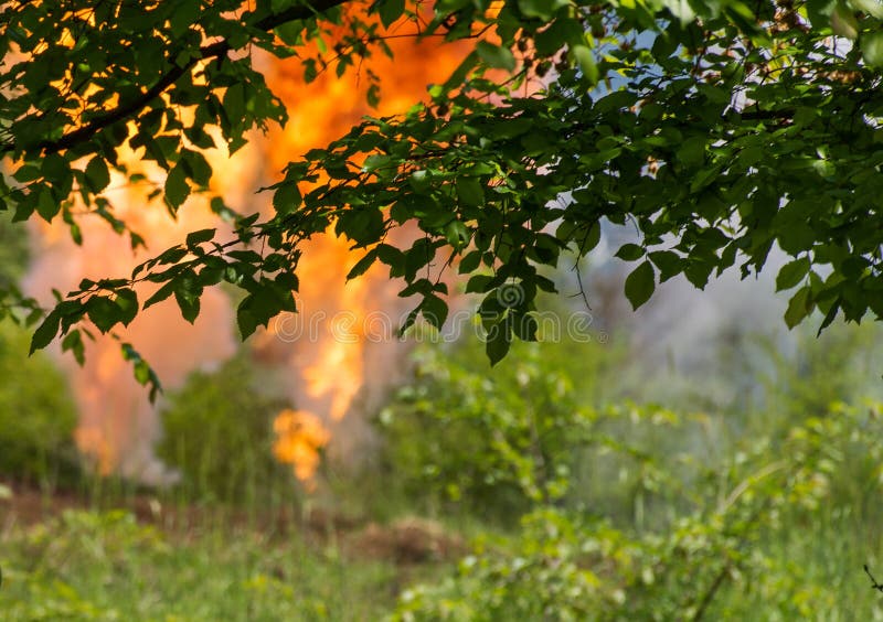 Fire in the Forest, Flame of Fire is Visible through the Branches of ...