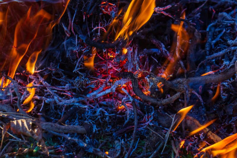 Fire in the Forest, Fire in the Garden Stock Image - Image of grass ...