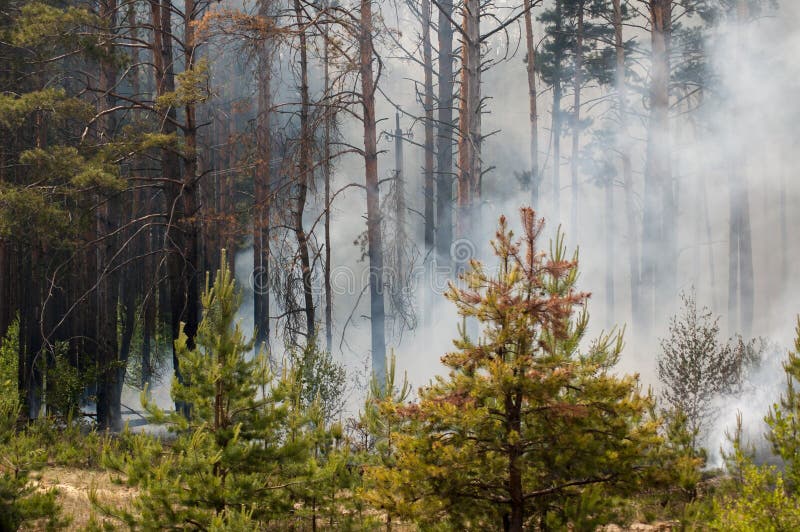 Fire in the forest stock photo. Image of forest, traveling - 93925044