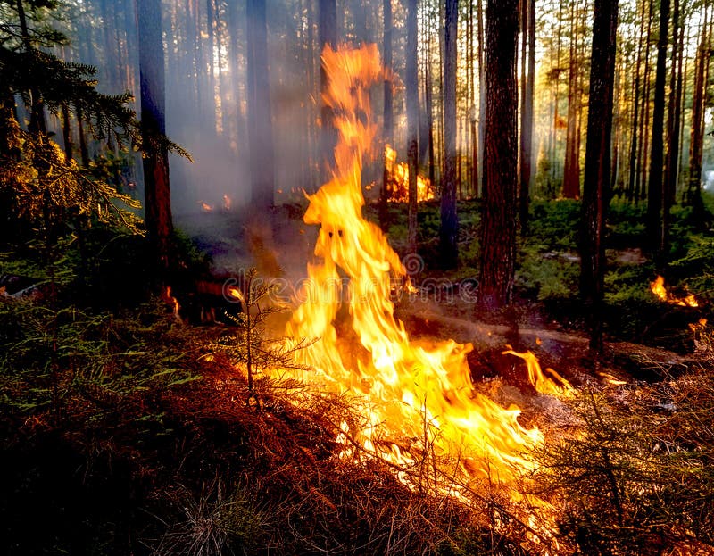 Fire in the forest. stock photo. Image of environment - 331145258