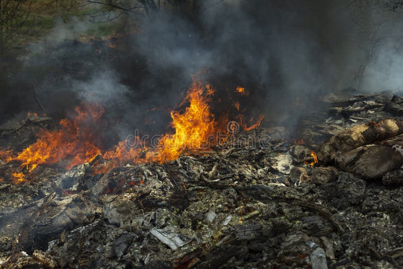 Fire in Forest. Ignition of Grass. Fire and Smoke Stock Photo - Image ...