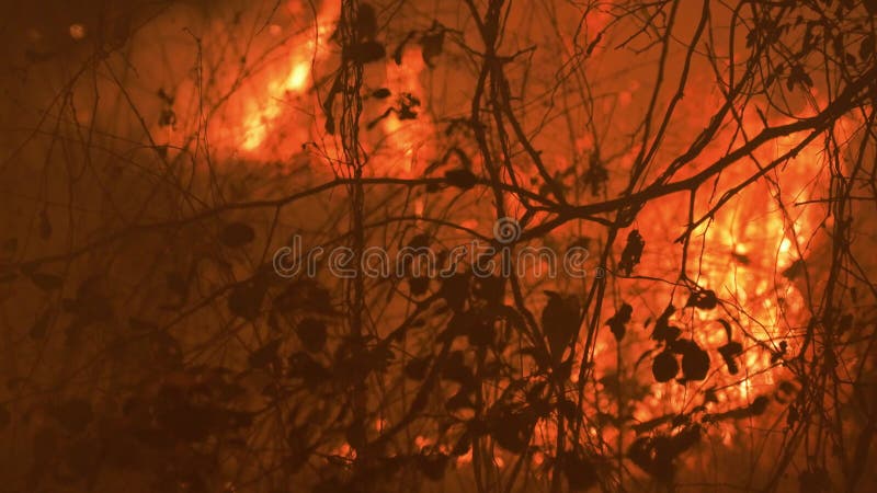 Fire in the Forest. Large Flames of Forest Fire Stock Footage - Video ...