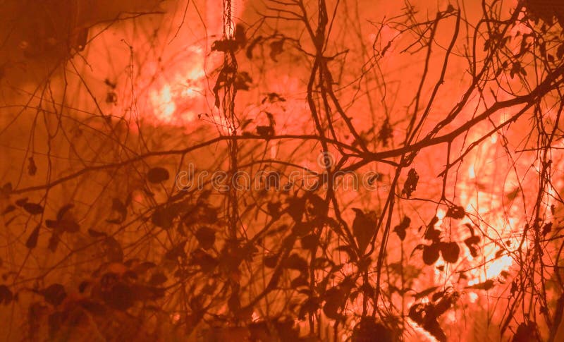 Fire in the Forest. Large Flames of Forest Fire Stock Photo - Image of ...