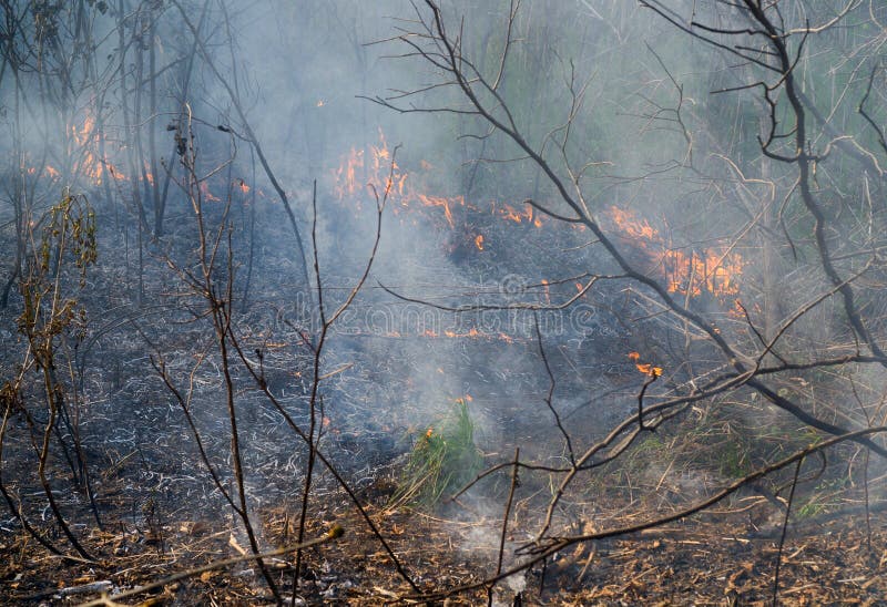 Fire in forest 21 stock photo. Image of landscape, scene - 30956902