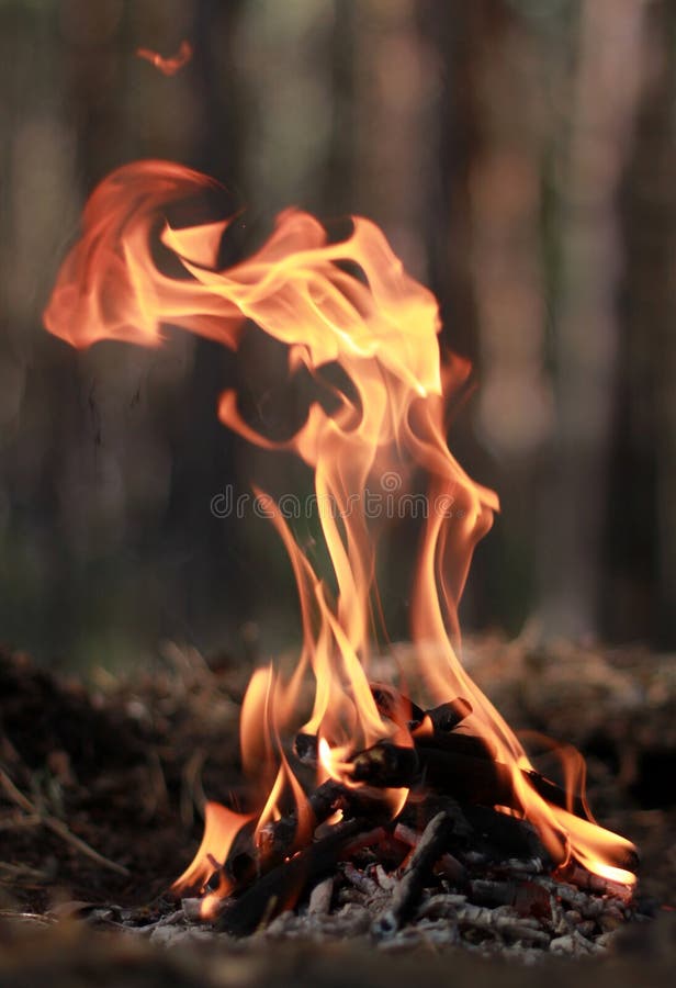 The fire in the forest stock image. Image of fire, branches - 85793295