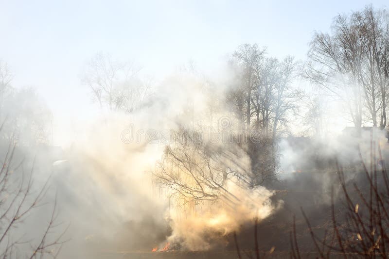 Fire in the Forest. Natural Disasters. the Grass is on Fire Stock Photo ...