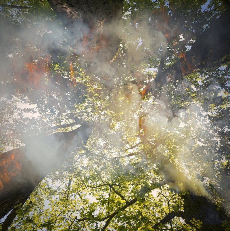 Fire in forest stock photo. Image of huge, burnt, outdoors - 123437056