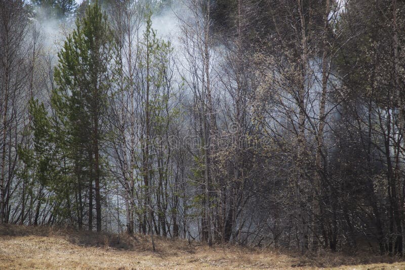 A Fire in the Forest. Smoke in the Forest Stock Photo - Image of wood ...
