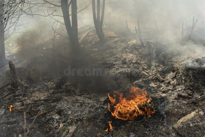 Fire in Forest. Fire and Smoke Stock Photo - Image of dead, climate ...