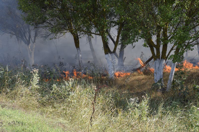 Fire in the Forest. Fire and Smoke in the Forest Litter. the Grass is ...