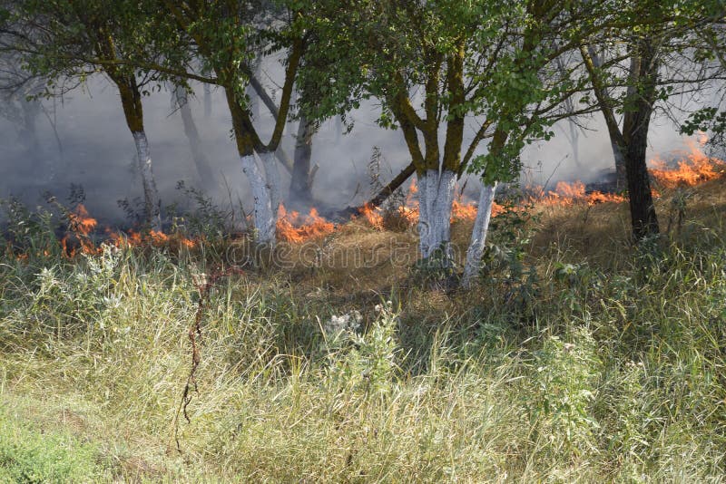 Fire in the Forest. Fire and Smoke in the Forest Litter. the Grass is ...