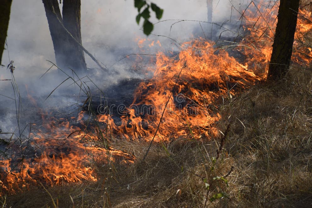 Fire in the Forest. Fire and Smoke in the Forest Litter. the Grass is ...