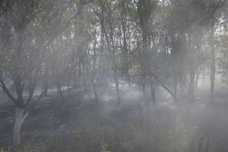 Fire in the Forest. Fire and Smoke in the Forest Litter. the Grass is ...