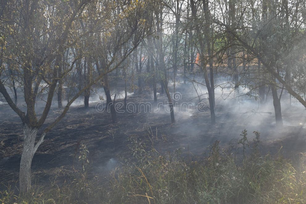 Fire in the Forest. Fire and Smoke in the Forest Litter. the Grass is ...