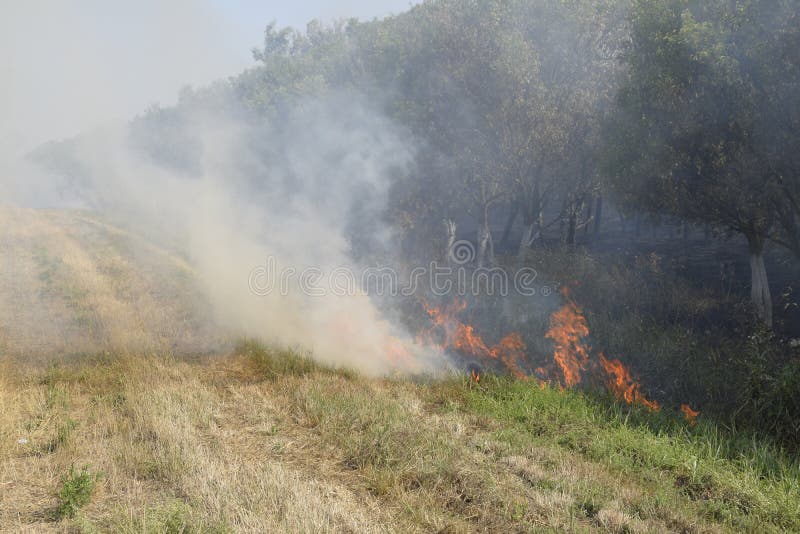 Fire in the Forest. Fire and Smoke in the Forest Litter. the Grass is ...