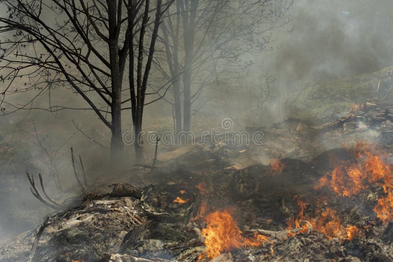 Fire in Forest. Smoke and Fire in Nature Editorial Image - Image of ...