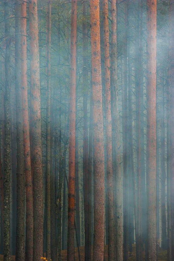 Fire in the Forest, Smoke, Smog, Burnt Forest. Stock Photo - Image of ...