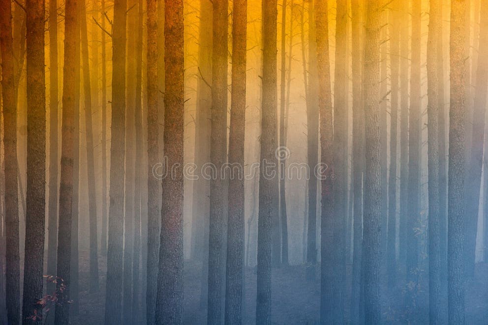 Fire in the Forest, Smoke, Smog, Burnt Forest. Stock Image - Image of ...
