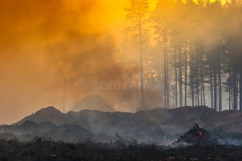 Fire in the Forest, Smoke, Smog, Burnt Forest. Stock Photo - Image of ...