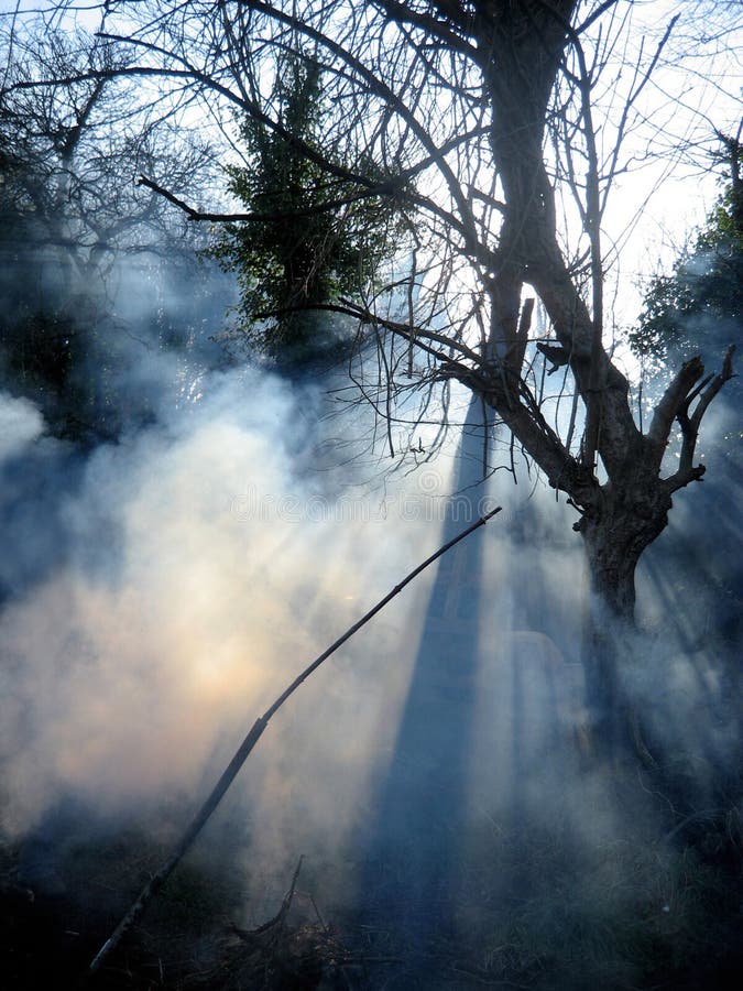 Sunlight Forest Fire Smoke stock image. Image of sunlight - 5439457