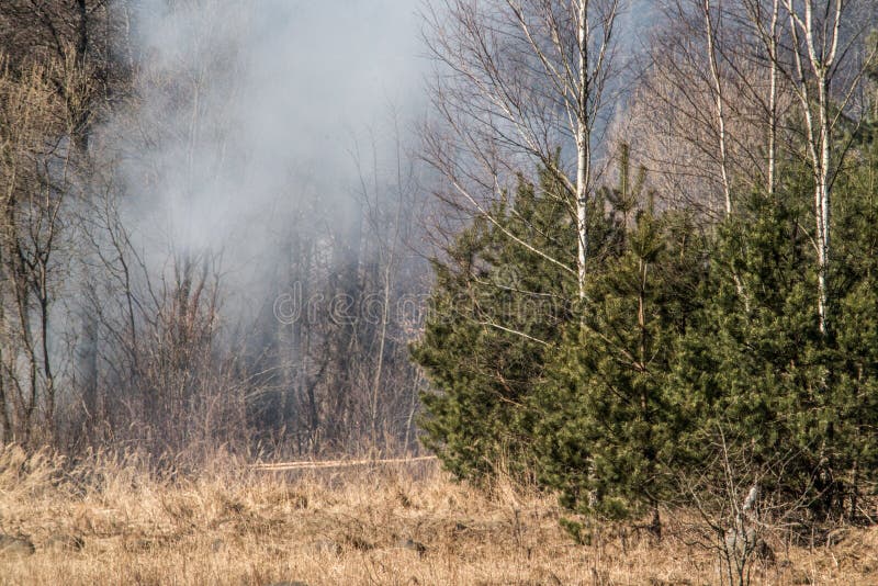 Fire in the Forest, Smoke Visible Stock Image - Image of environment ...