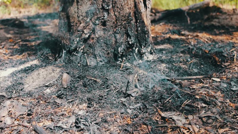 Fire in the Forest. Smoking Fire Under a Pine Tree. the Problem of ...