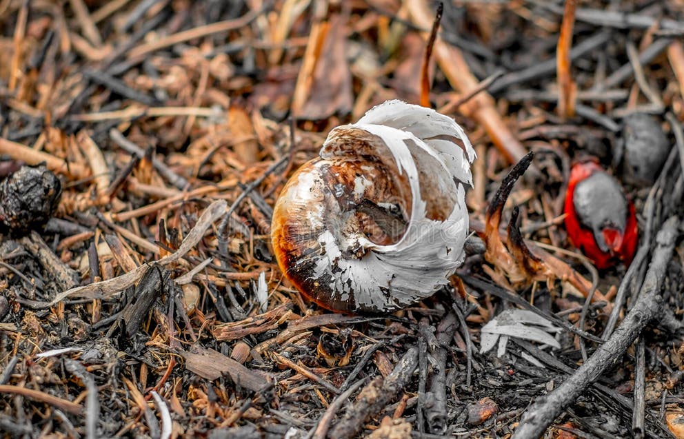 After the Fire in the Forest. Stock Image - Image of branches, burn ...
